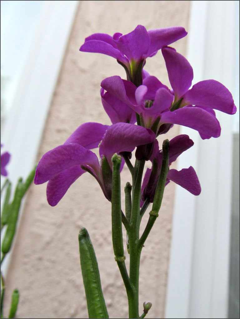 Stock – Sunnyvale-Garden