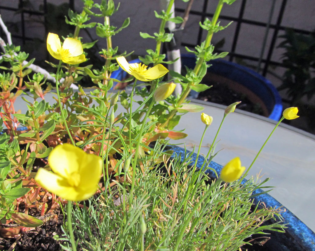 Eschscholzia caespitosa – Tufted Cal Poppy – Sunnyvale-Garden