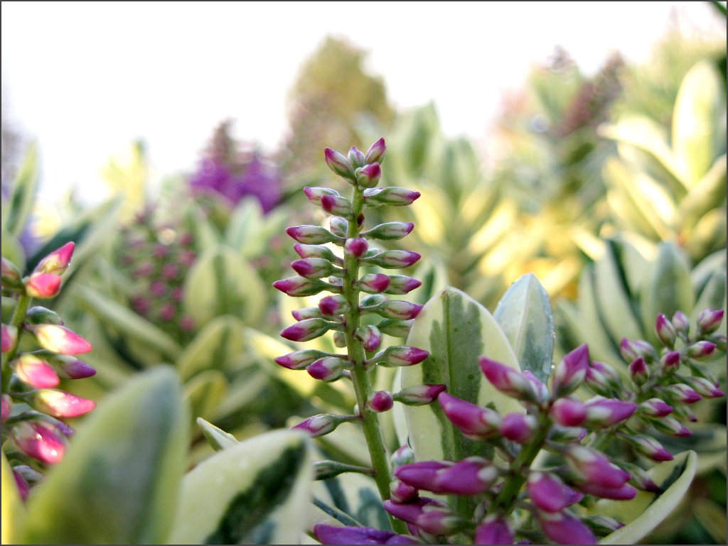 Variegated Hebe – Sunnyvale-Garden