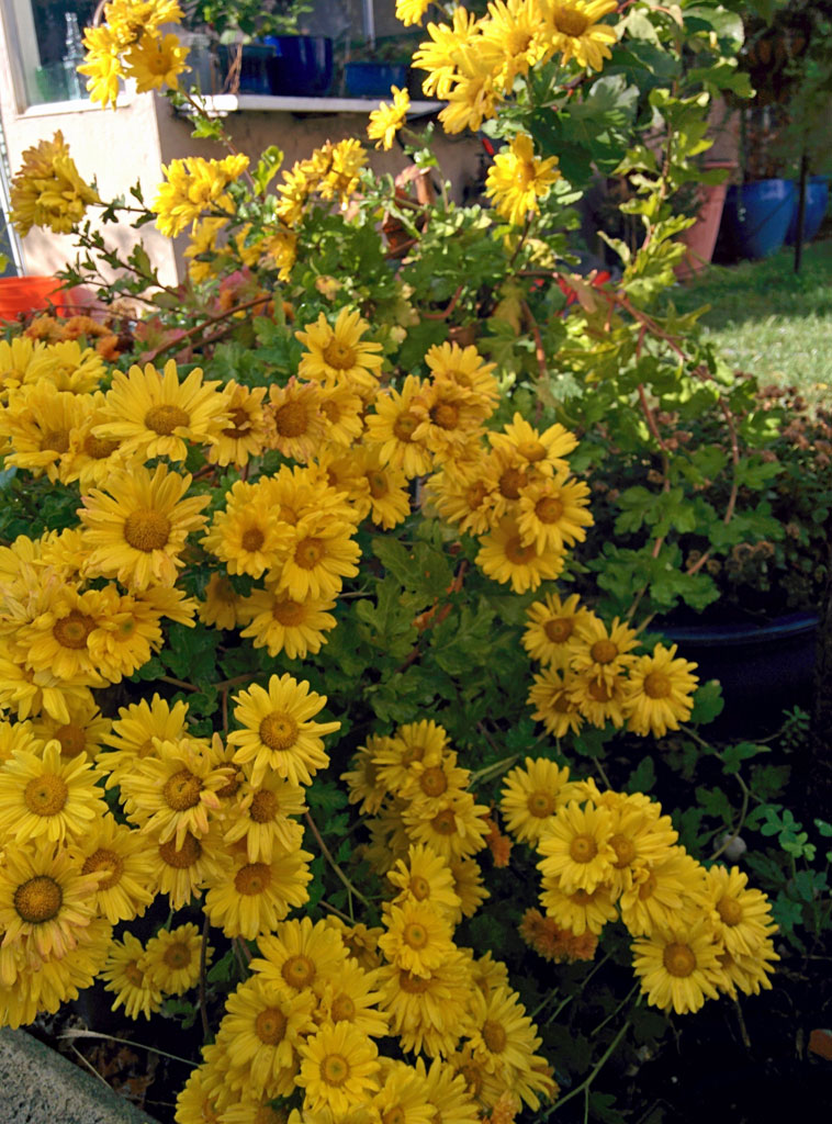 Mums – Yellow – Sunnyvale-Garden