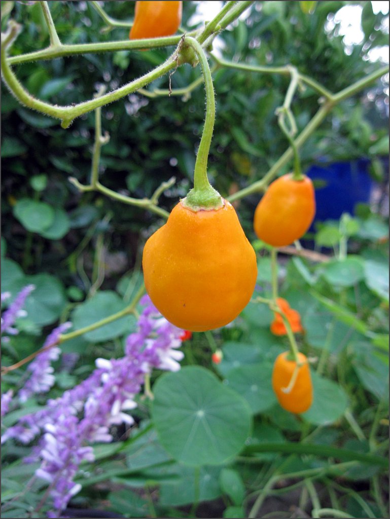 Chile – Rocoto Yellow – Sunnyvale-Garden