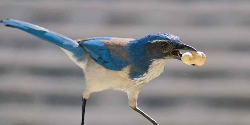 Scrub Jay – Sunnyvale-Garden