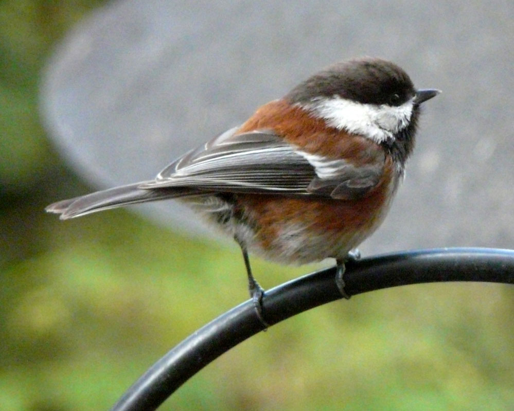Chestnut Chickadee – Sunnyvale-Garden