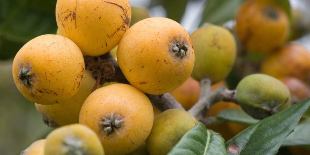 Loquat – Sunnyvale-Garden