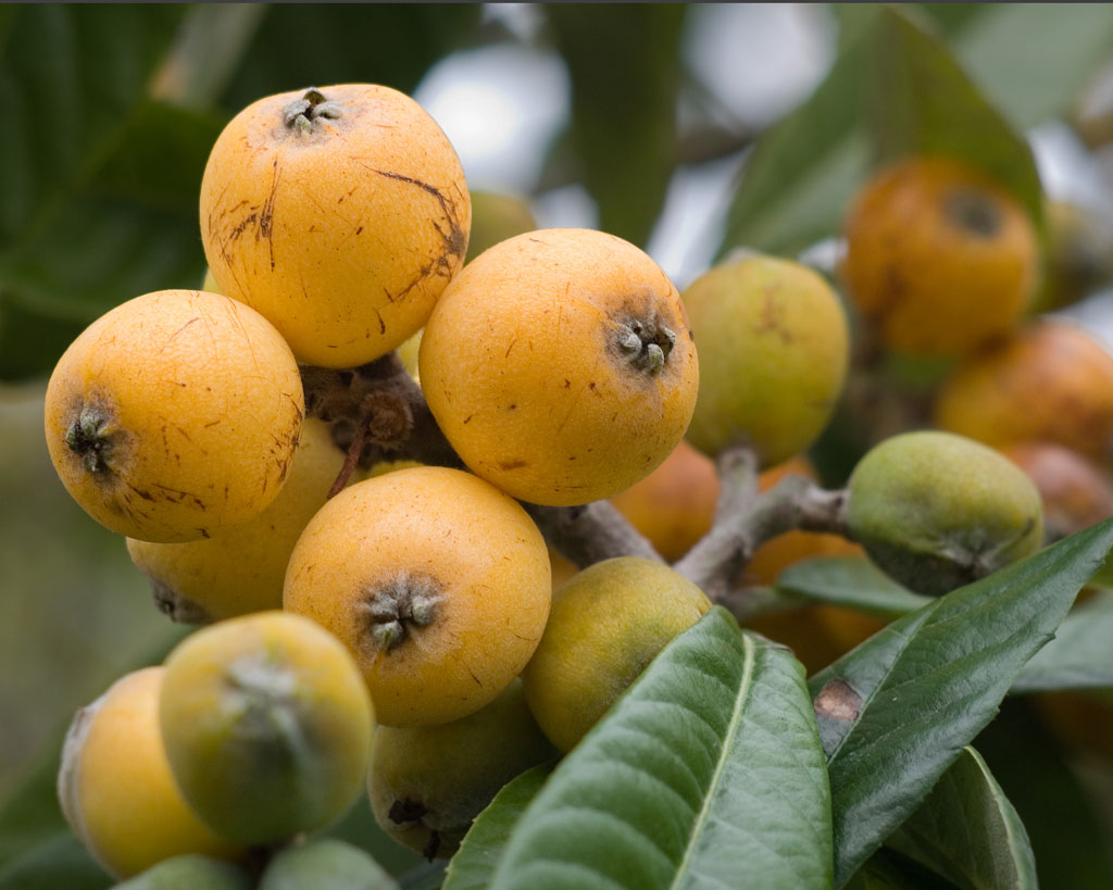Loquat – Sunnyvale-Garden