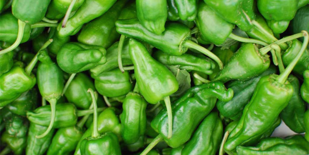 Chile – Padron – Sunnyvale-Garden