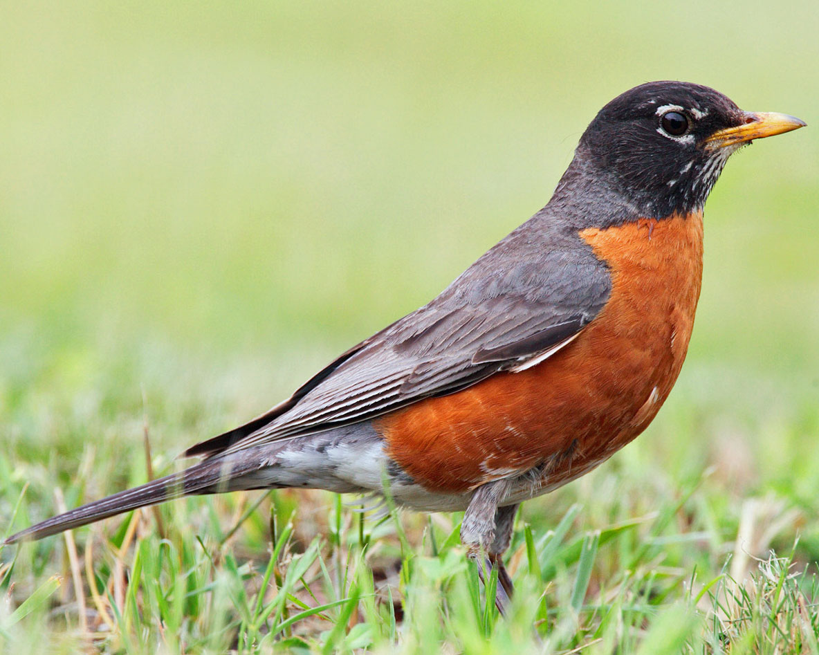 American Robin