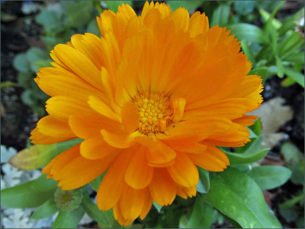 Calendula – Sunnyvale-Garden