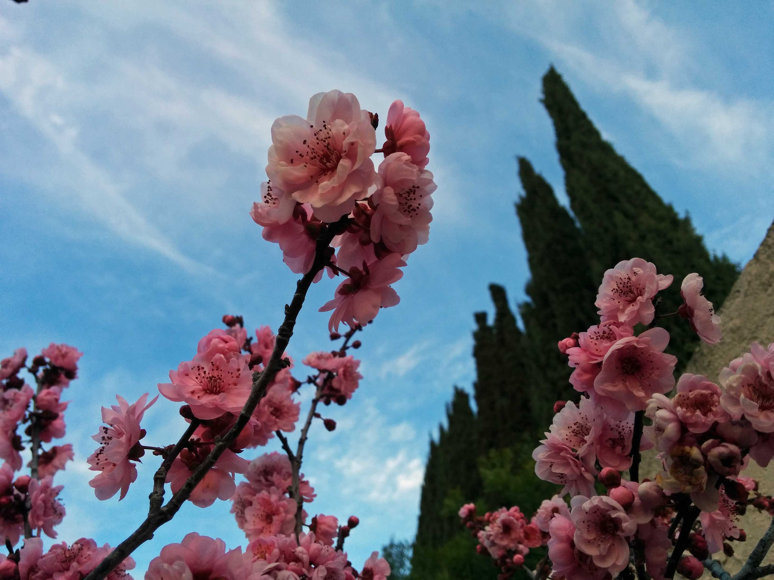 Flowering Plum – Sunnyvale-Garden