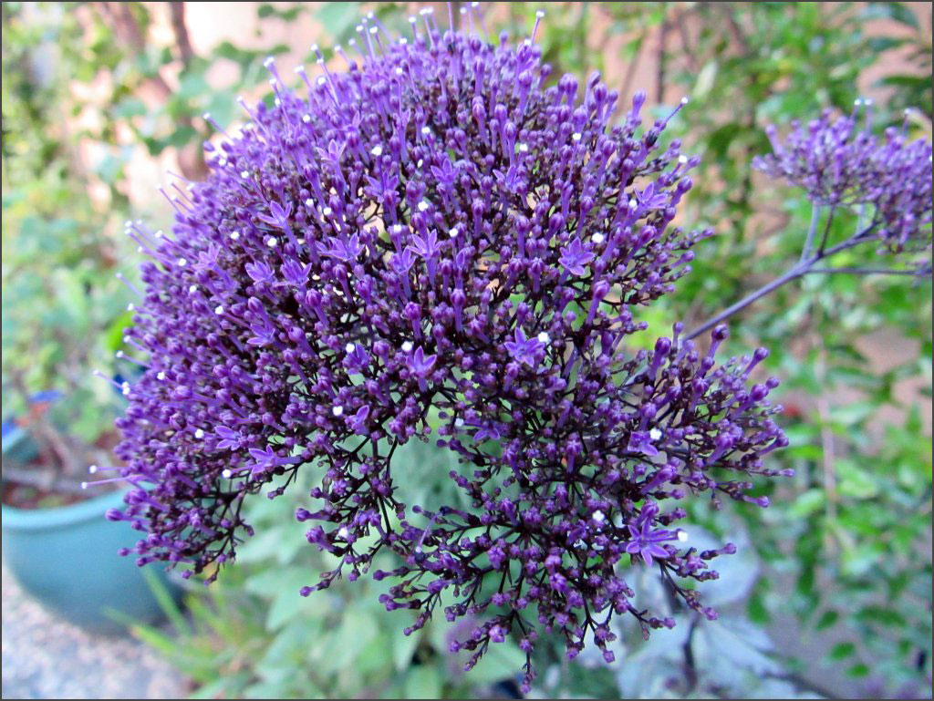 Trachelium caeruleum – Sunnyvale-Garden