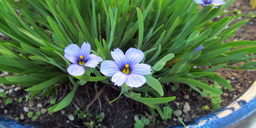 Narrow-leaf Blue-eyed Grass – Sunnyvale-Garden