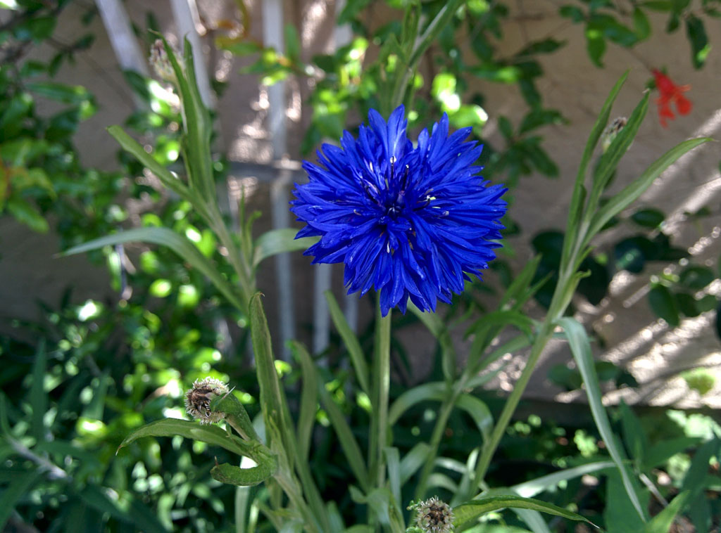 Centaurea cyanus – Bachelor Button – Sunnyvale-Garden