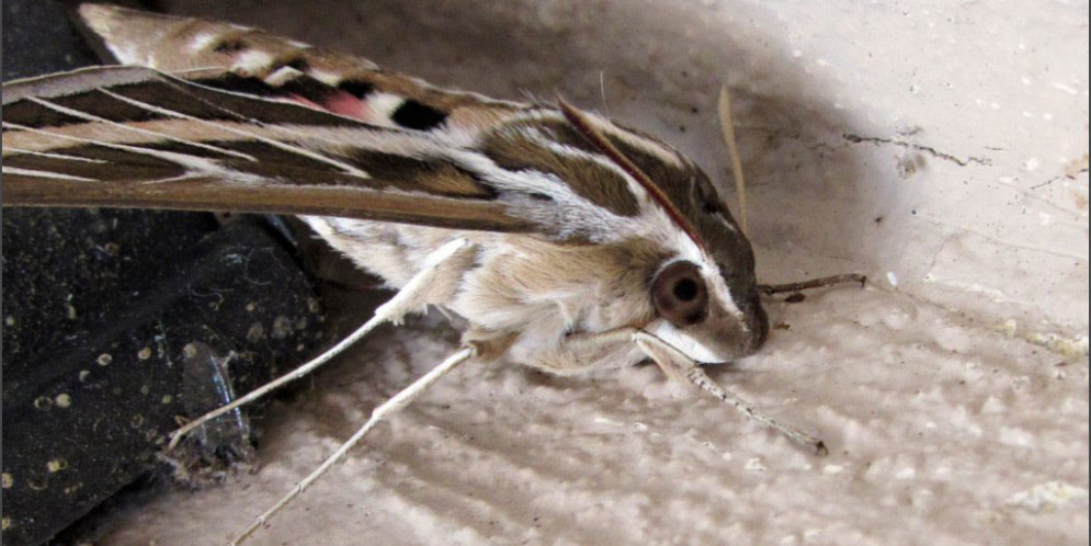 Sphinx Moth – Sunnyvale-Garden
