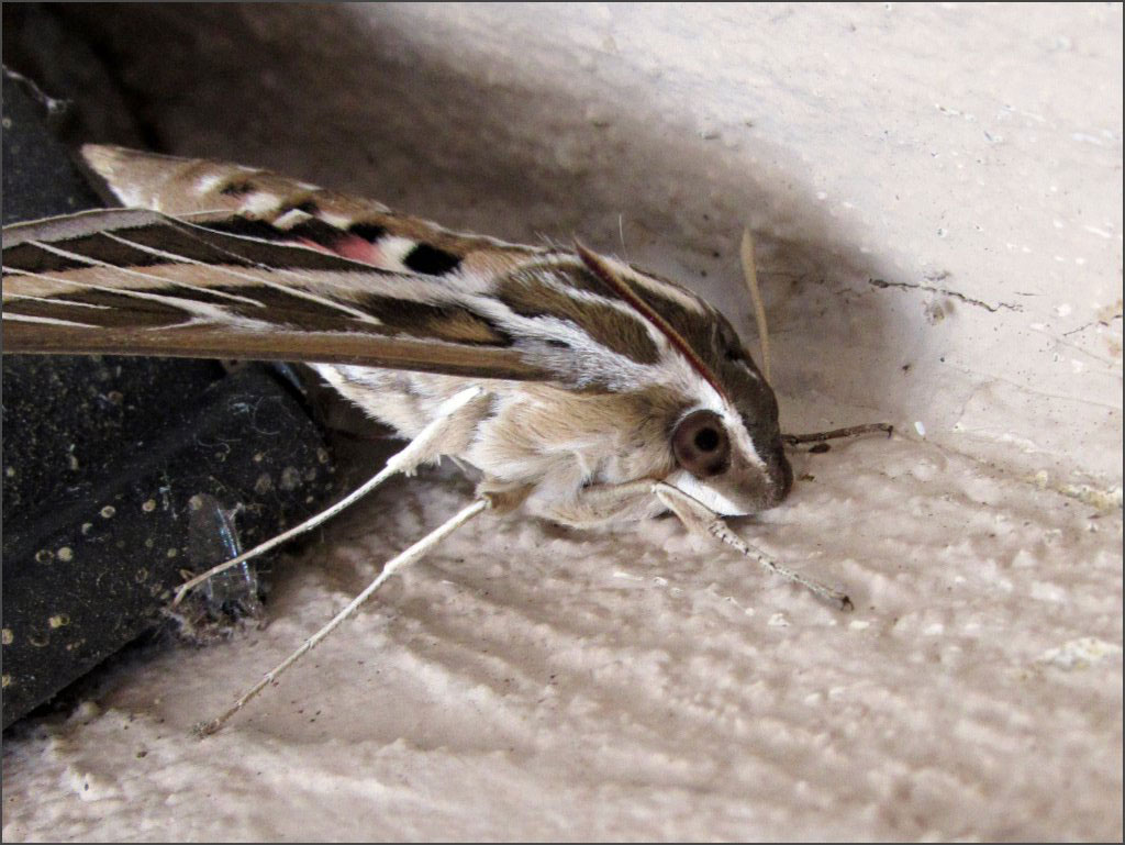 Sphinx Moth – Sunnyvale-Garden