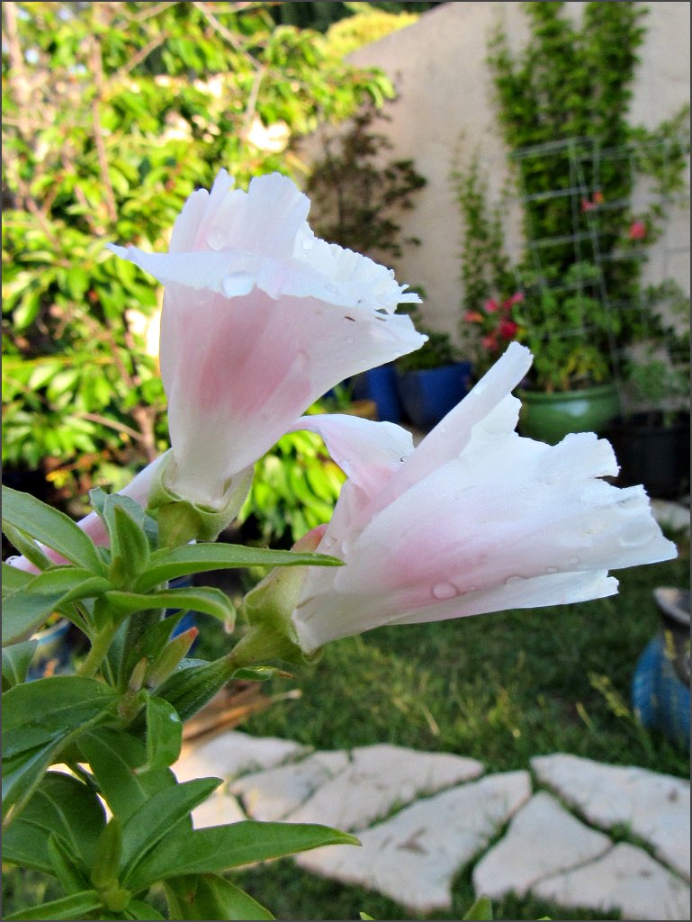 Godetia – Sunnyvale-Garden