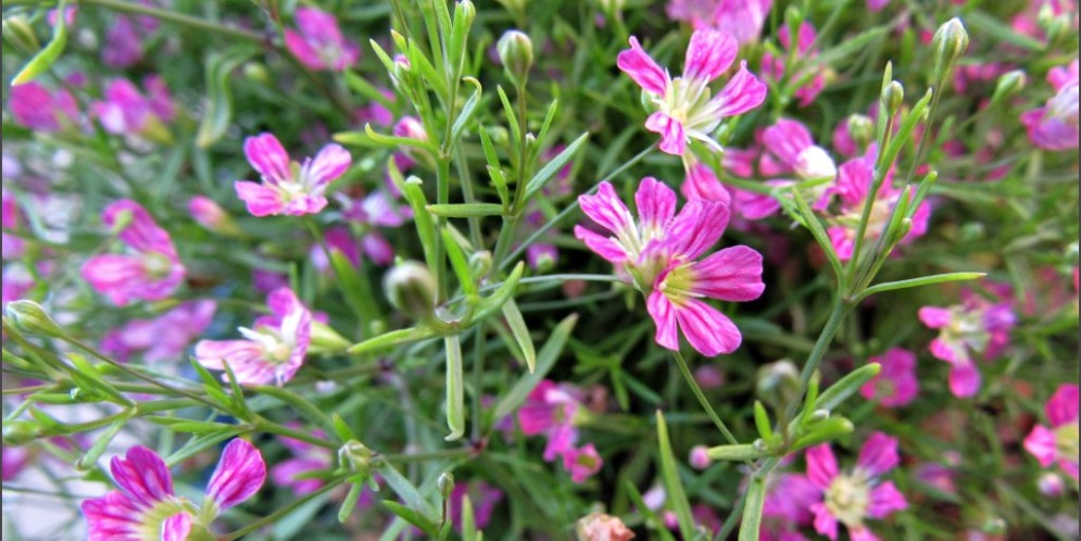 Gypsophila Gypsy aka Low Baby’s Breath – Sunnyvale-Garden