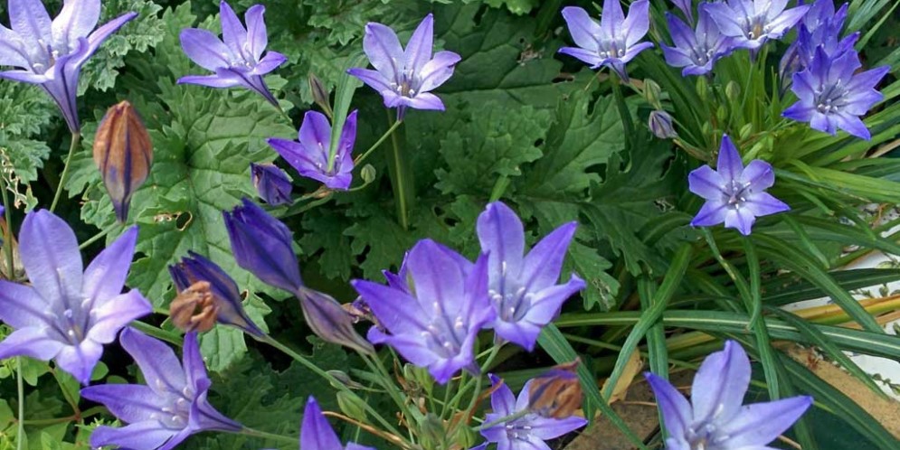 Brodiaea laxa – Queen Fabiola – Sunnyvale-Garden