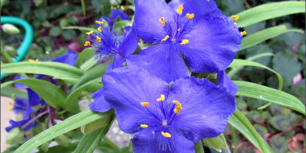 Tradescantia x andersoniana ‘Sweet Kate’ – Sunnyvale-Garden