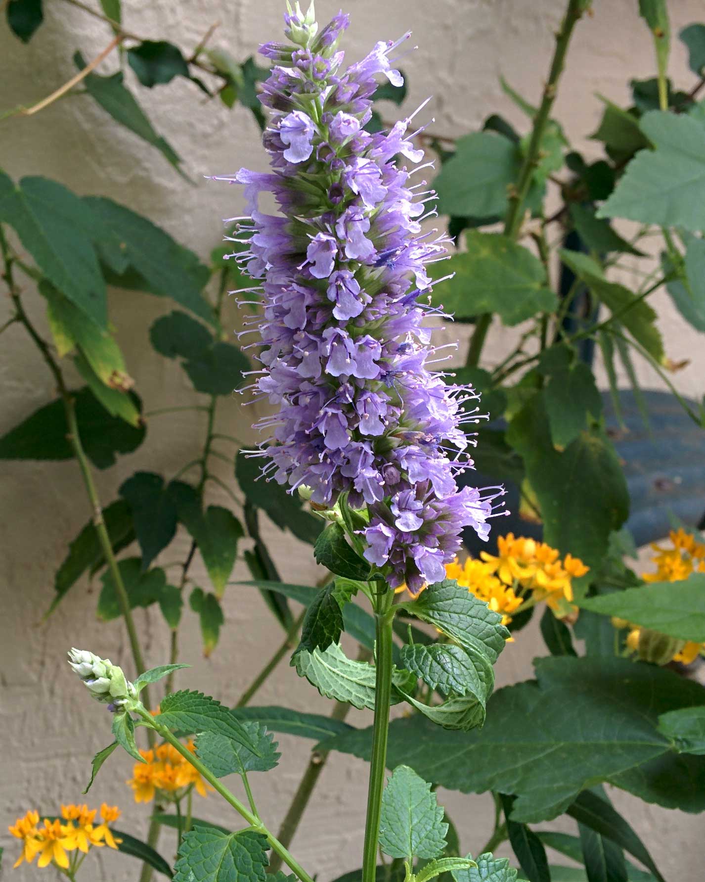 Agastache ‘Black Adder’ – Sunnyvale-Garden