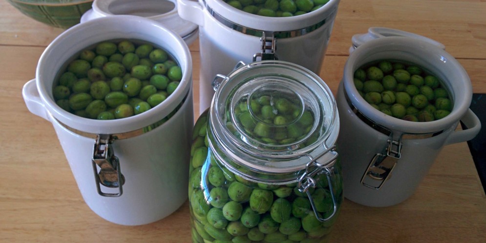 Brine-curing Your Own Olives – Sunnyvale-Garden