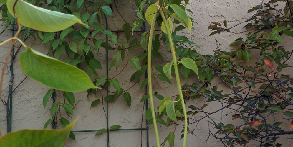 Mystery vine seed pod – Sunnyvale-Garden