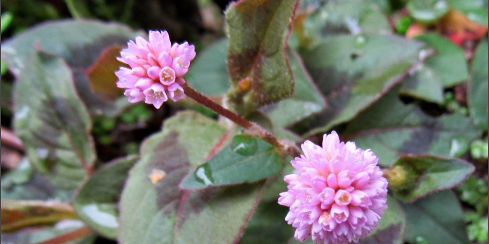 Pink Knotweed – Sunnyvale-Garden