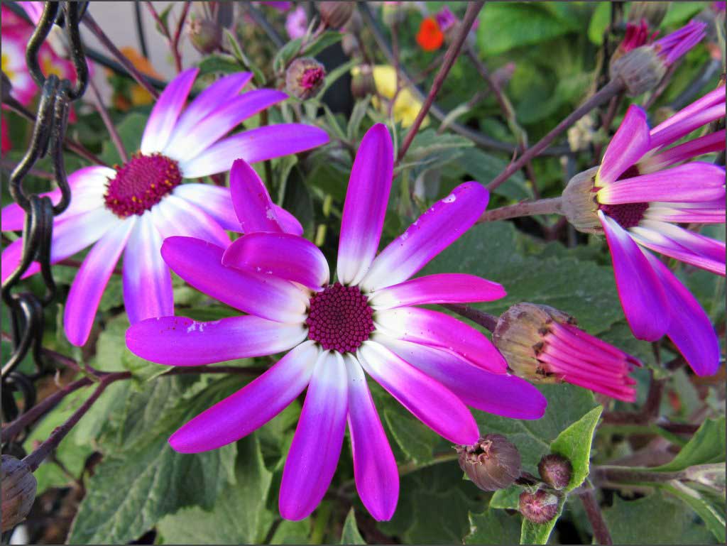 Pericallis – Sunnyvale-Garden