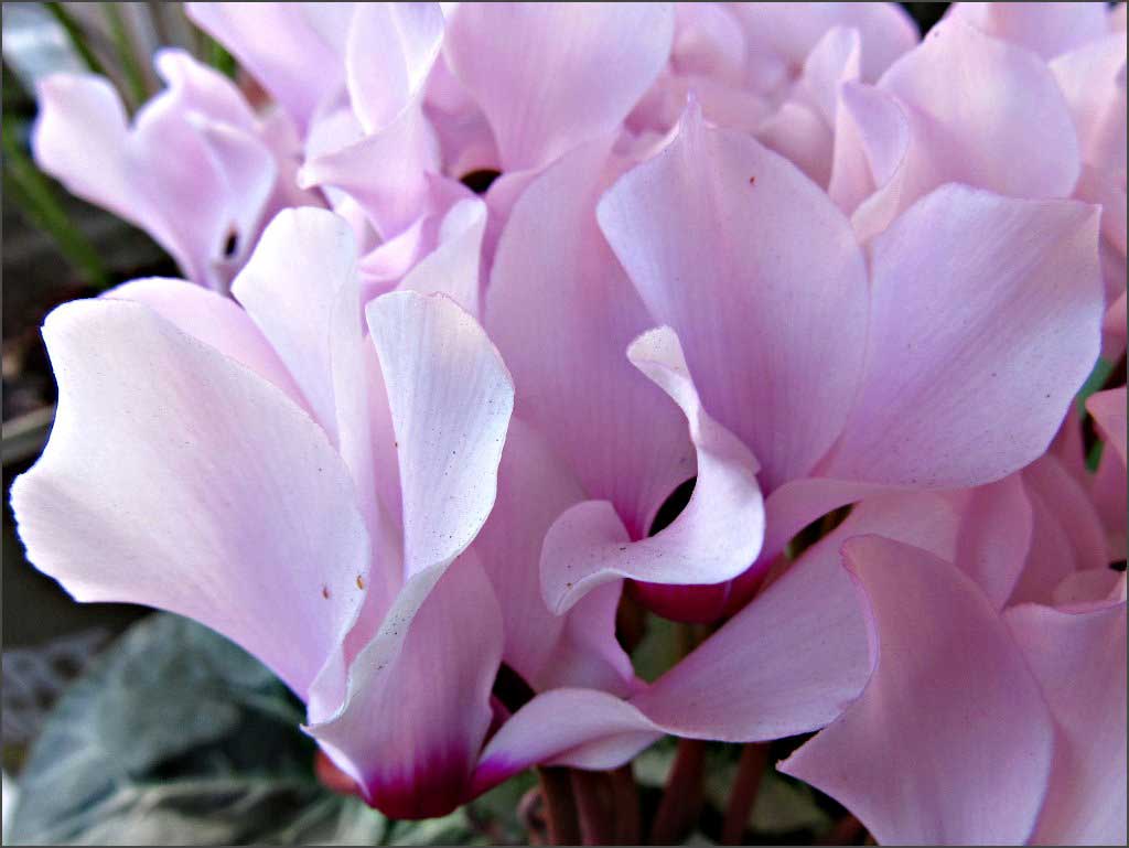 Pink Cyclamen – Sunnyvale-Garden