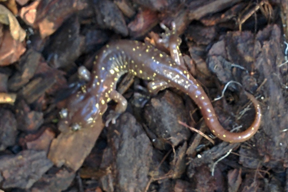 Arboreal Salamander – Sunnyvale-Garden