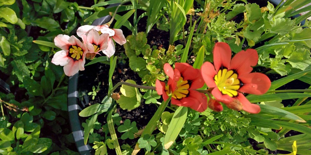 Sparaxis – Sunnyvale-Garden