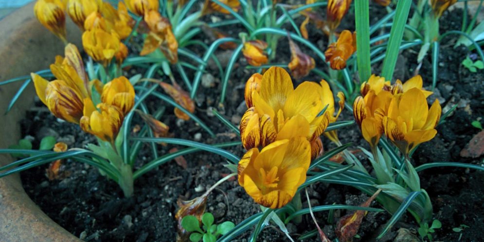 Orange Monarch Crocus – Sunnyvale-Garden