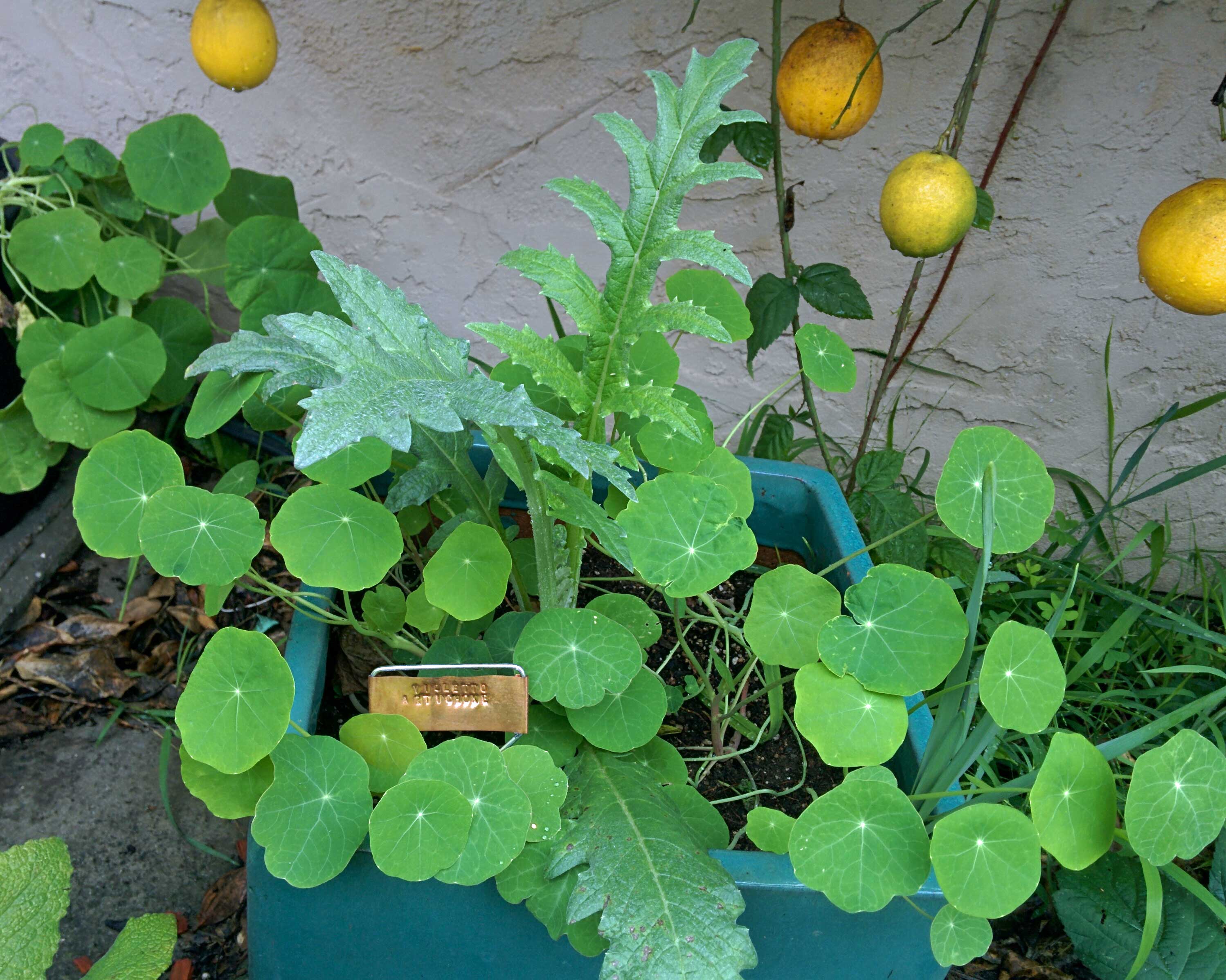 Violetto Artichoke Plant – Sunnyvale-Garden