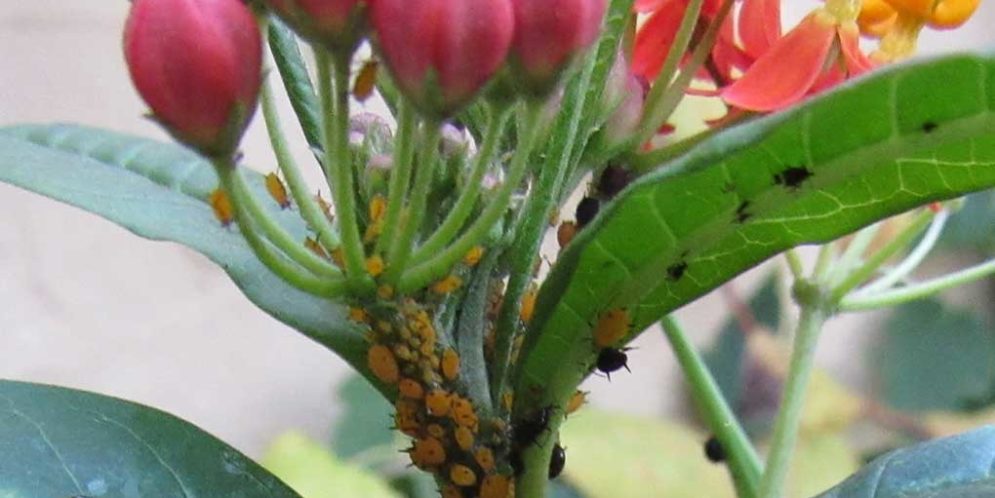 Oleander Aphids – Sunnyvale-Garden