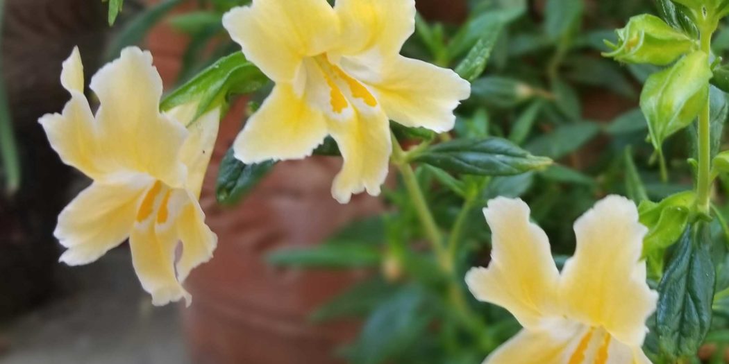 Sticky Monkey Flower – Sunnyvale-Garden