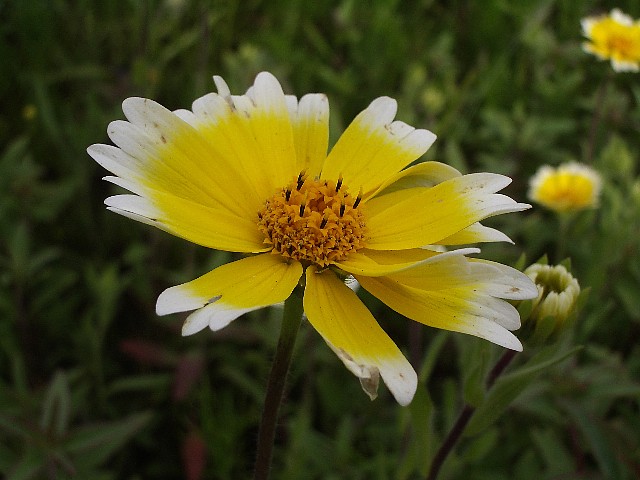 Tidy Tips – Sunnyvale-Garden