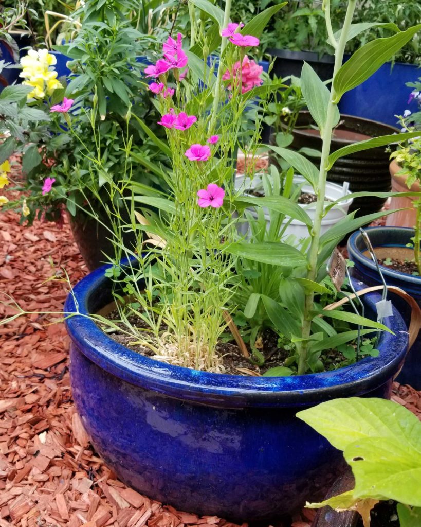 Pink German Catchfly – Sunnyvale-Garden