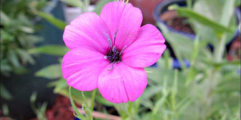 Pink German Catchfly – Sunnyvale-Garden
