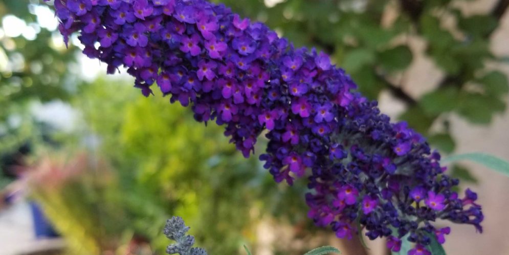 Buddleia ‘Butterfly Bush’ – Sunnyvale-Garden