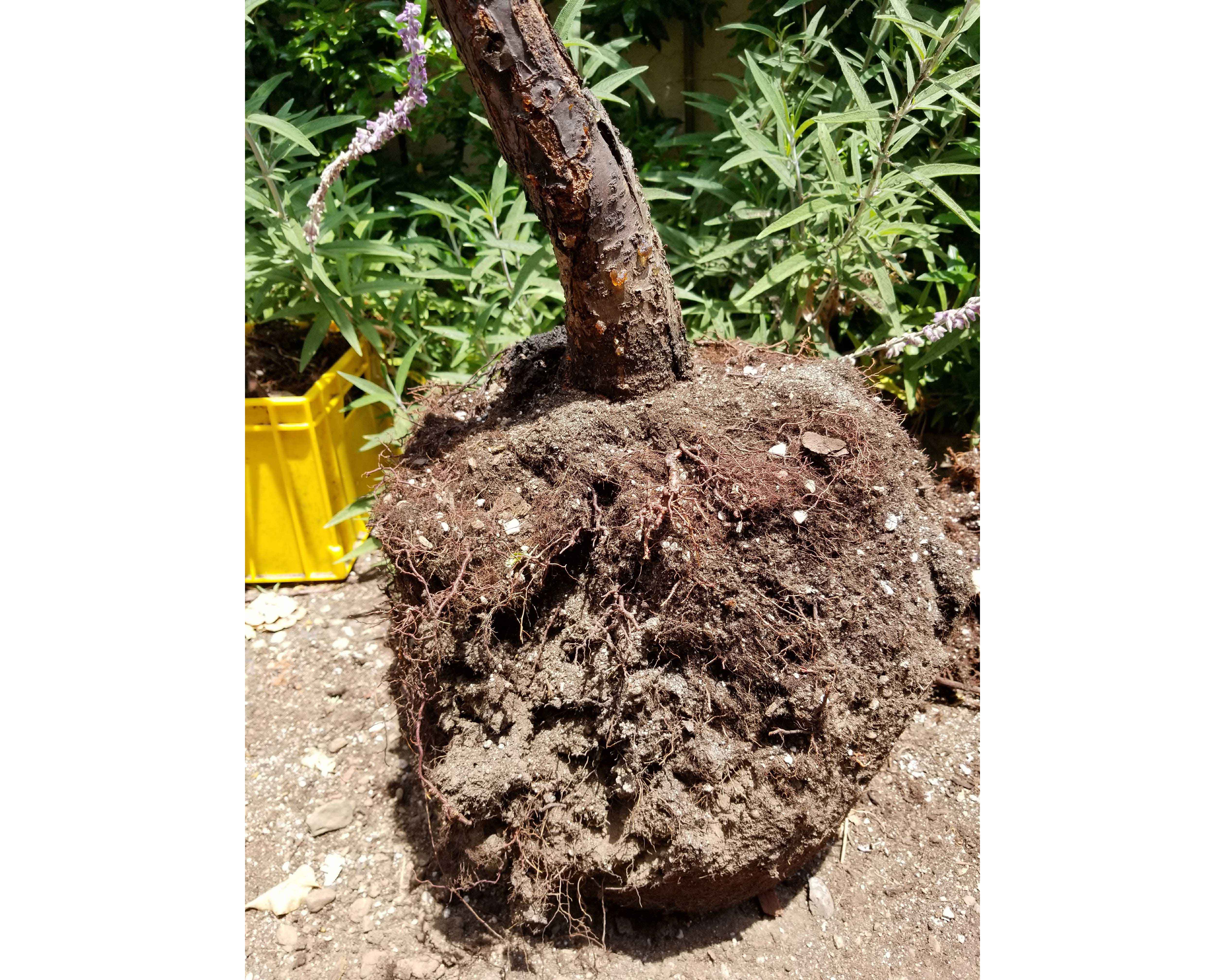 Root-Bound – Sunnyvale-Garden