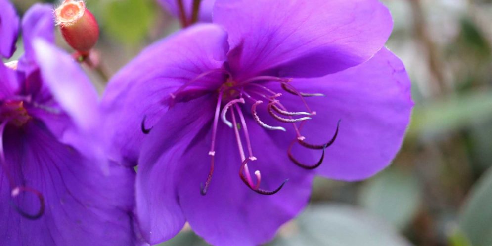 Princess Flower – Sunnyvale-Garden