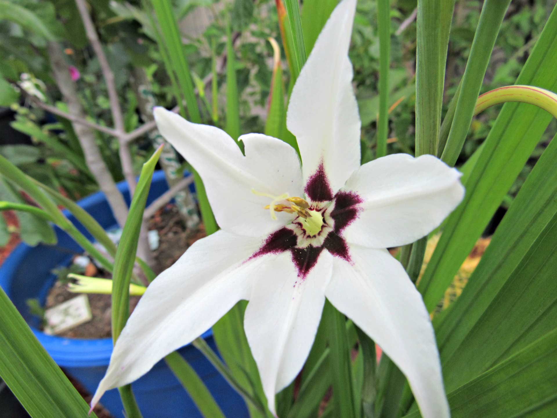 Acidanthera – Sunnyvale-Garden