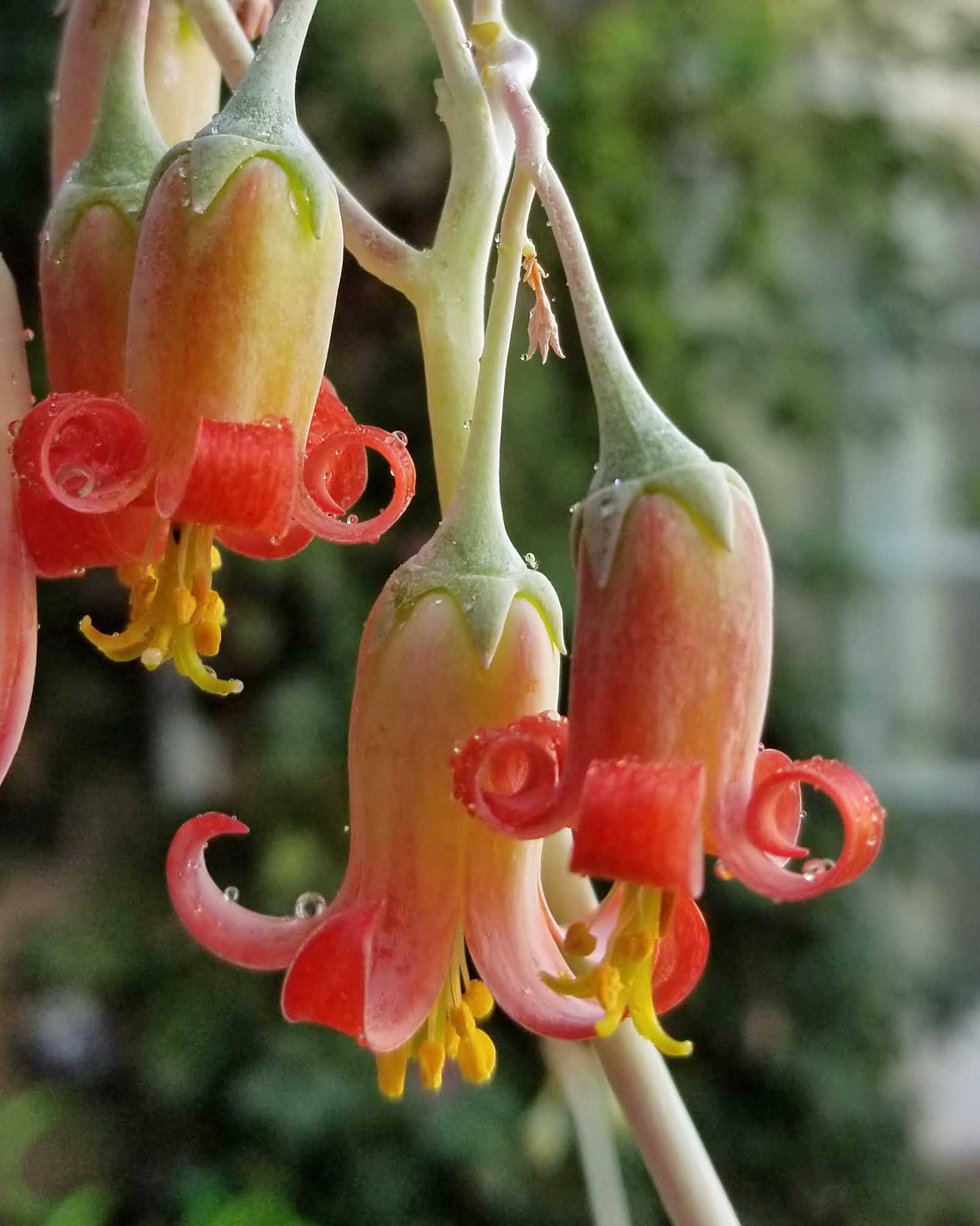 Cotyledon – Sunnyvale-Garden