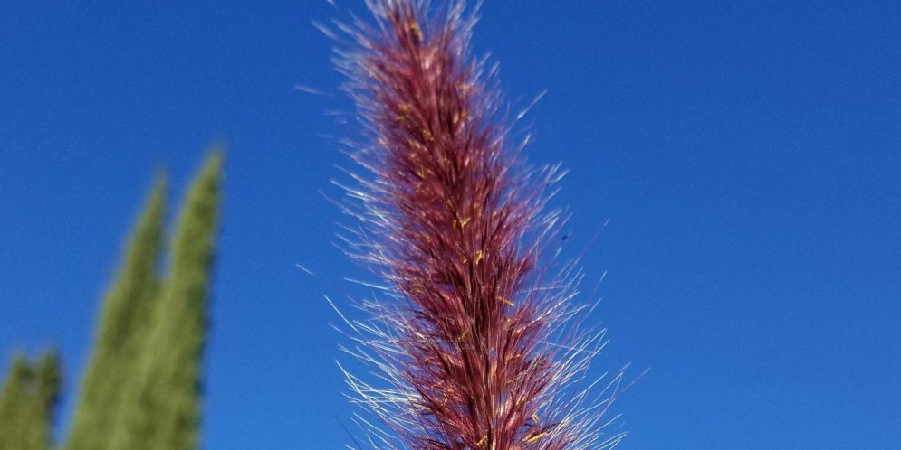 Red Fountain Grass – Sunnyvale-Garden