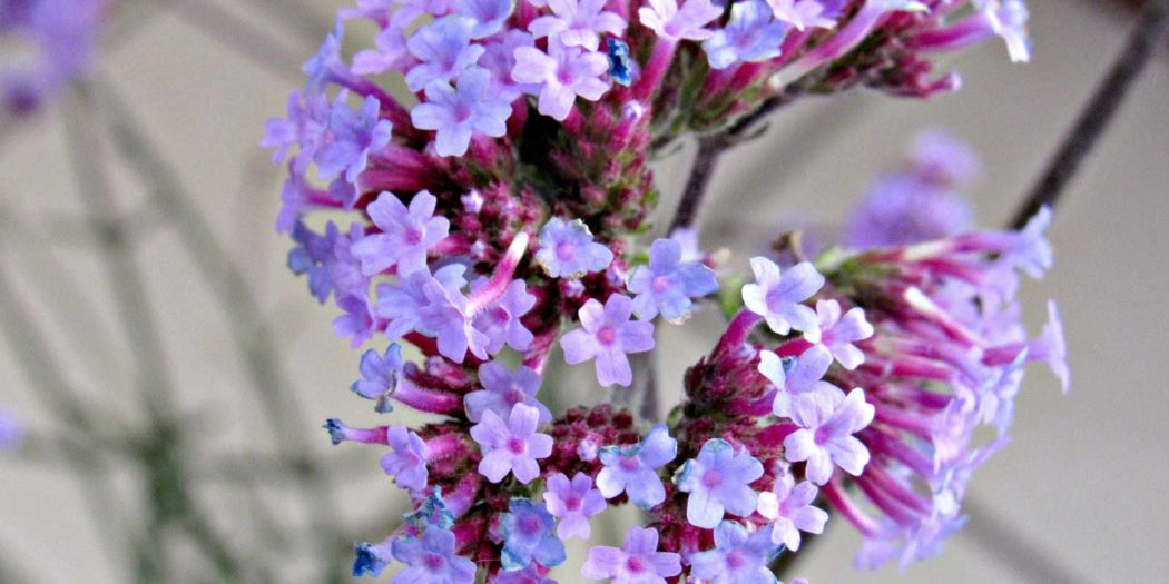 Purple Top Vervain – Sunnyvale-Garden
