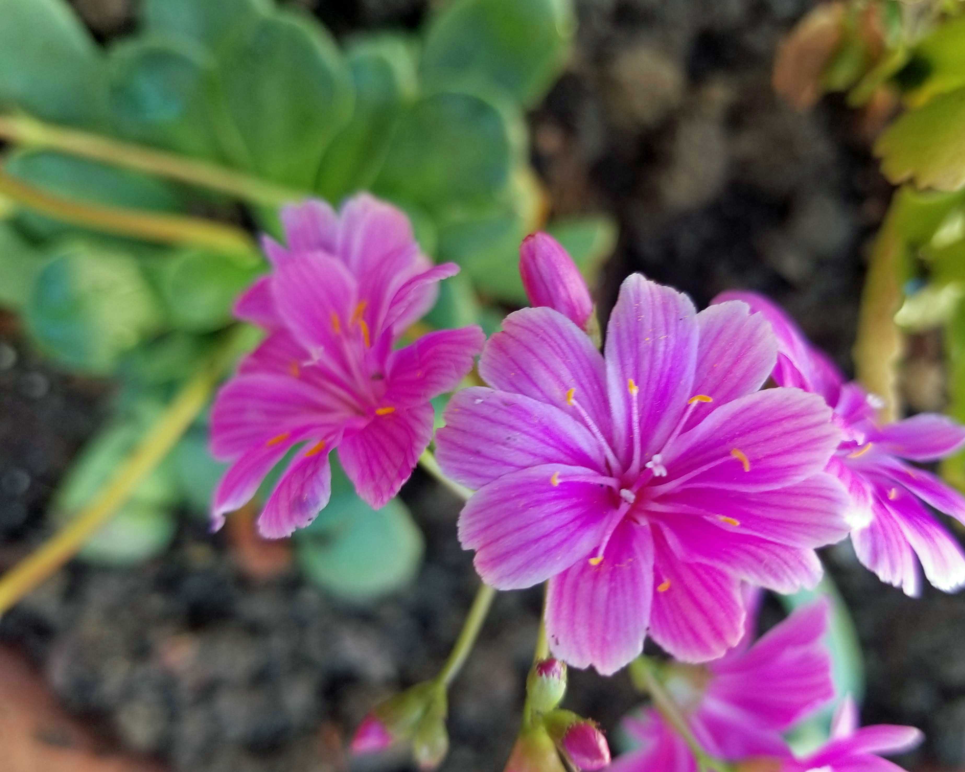 Lewisia Siskiyou – Sunnyvale-Garden