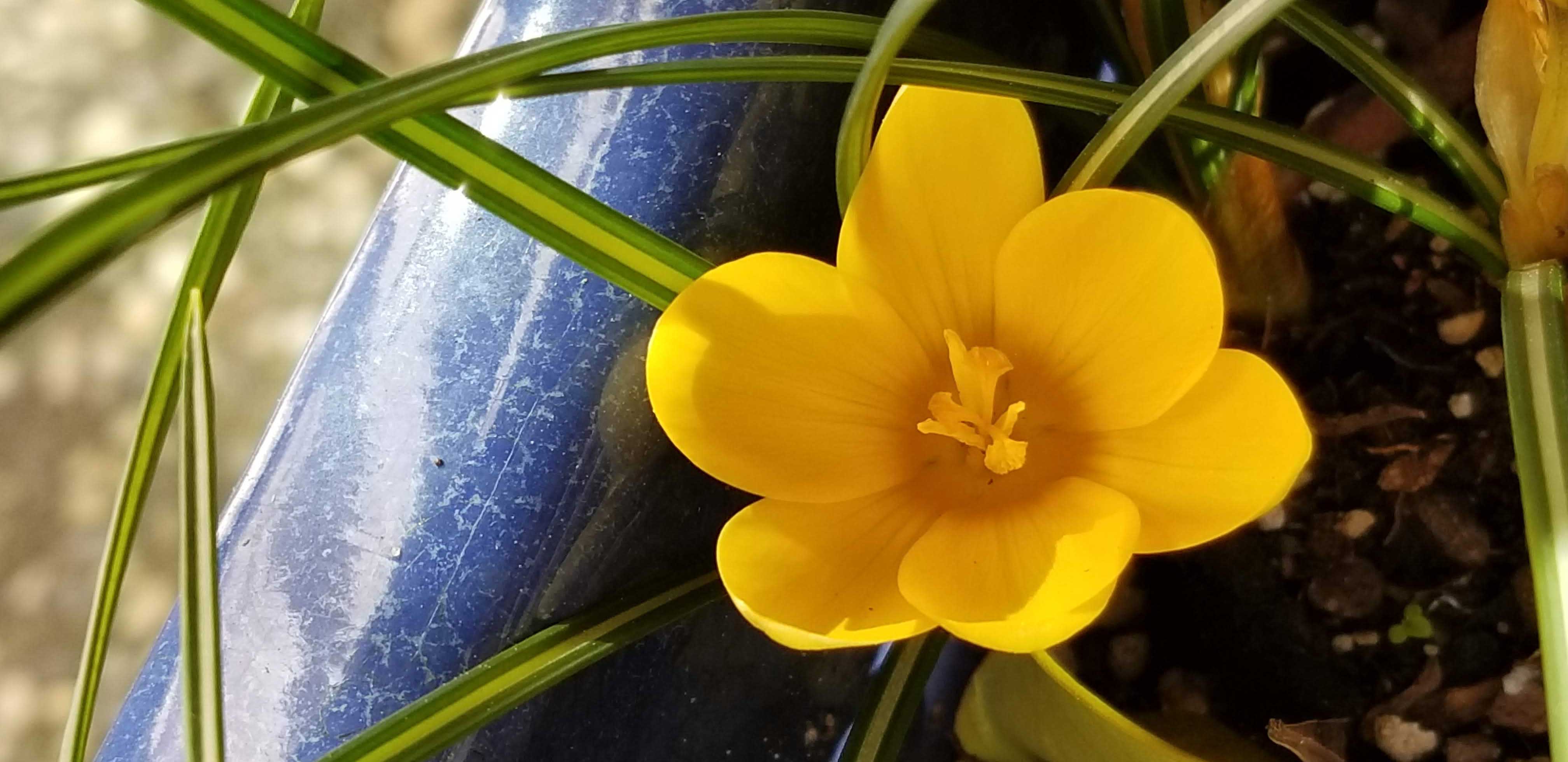 Crocus vernus – Sunnyvale-Garden