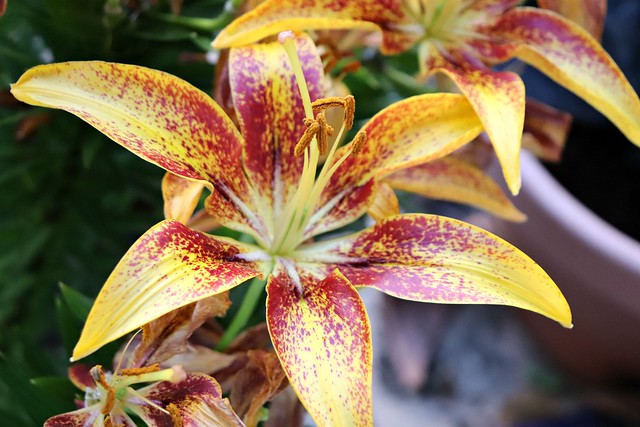 April in Our Sunnyvale Garden – 2019 – Sunnyvale-Garden