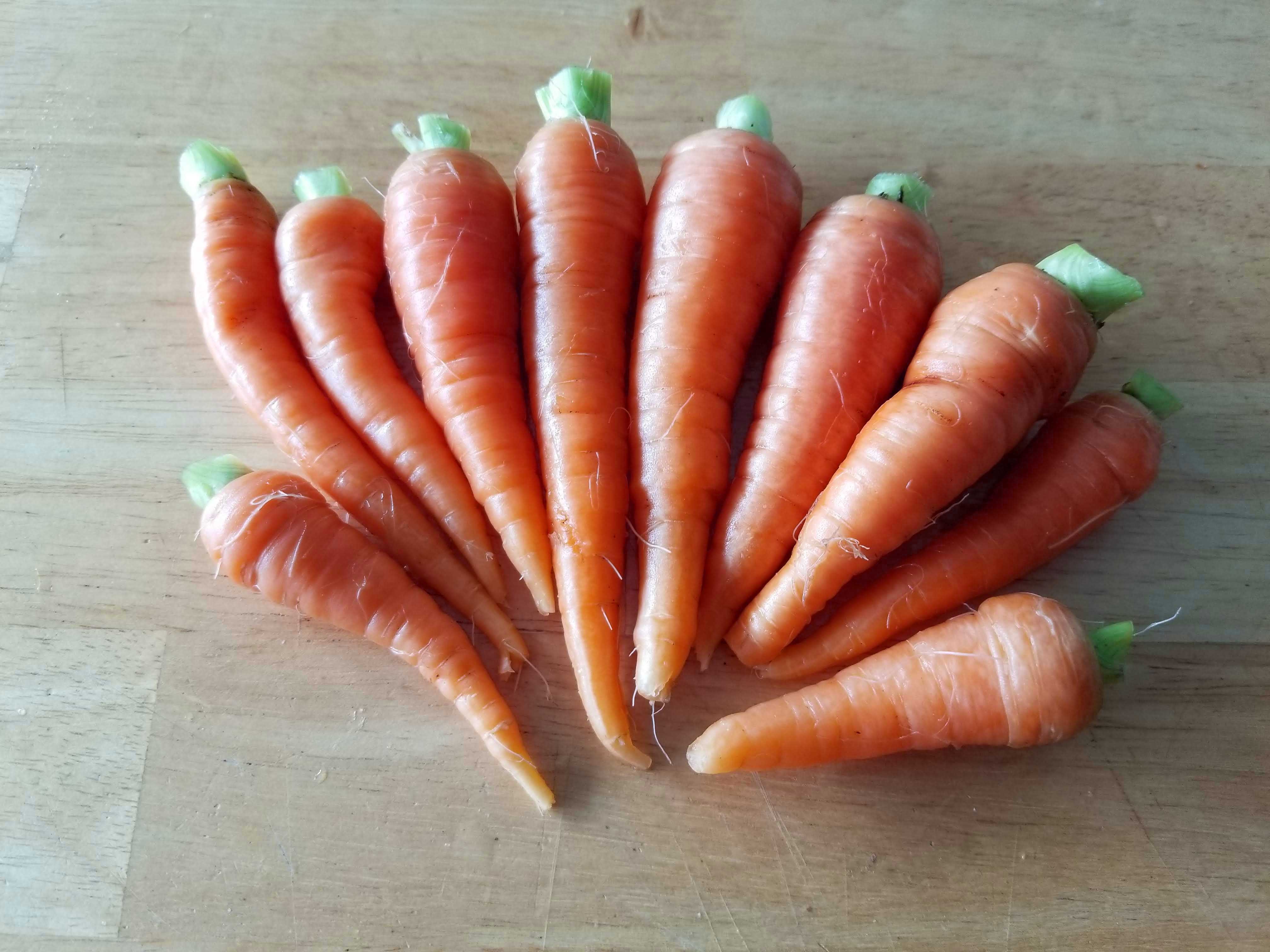 Scarlet Nantes Carrots – Sunnyvale-Garden