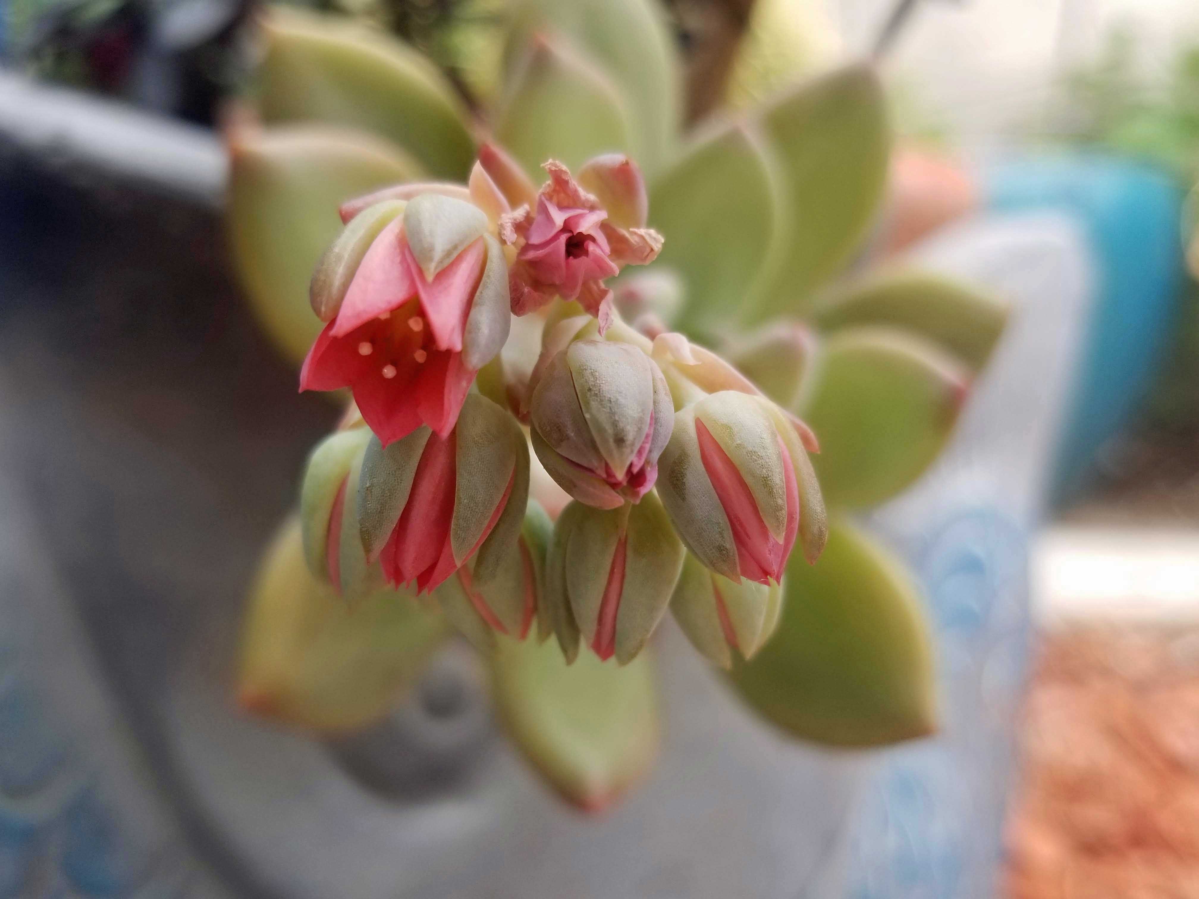 Sedum clavatum – Sunnyvale-Garden