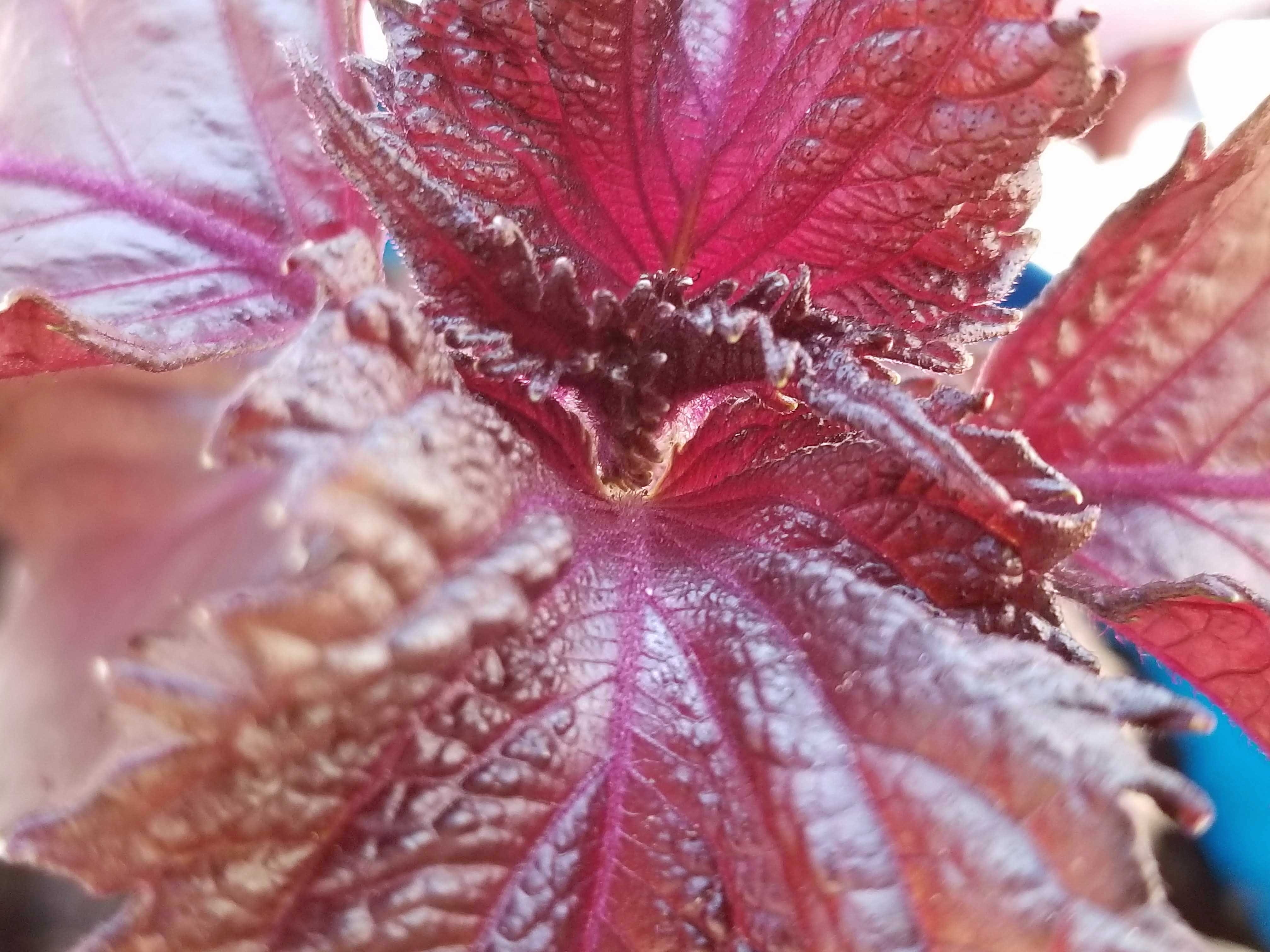 Shiso – Sunnyvale-Garden